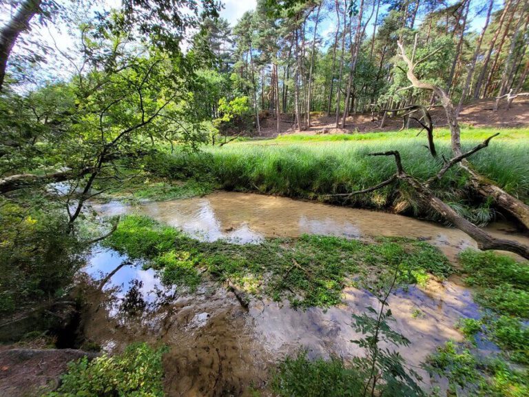 Emsquellen Wanderweg: Durch die Senne in Hövelhof wandern!