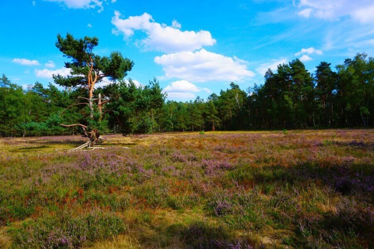 Emsquellen Wanderweg: Durch die Senne in Hövelhof wandern!