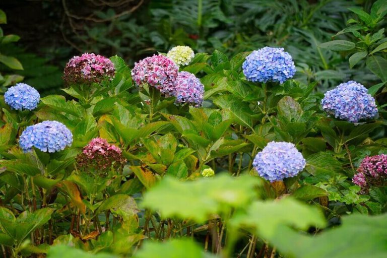 Monte Palace Garden Madeira: 11 Tipps und Infos für den Besuch!