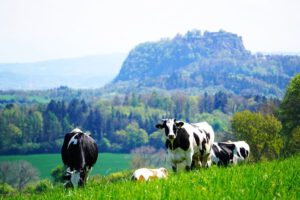 Im Hegau wandern: Hegauer Vulkan-Tour Premium-Wanderweg!