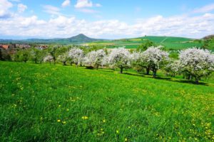 Im Hegau wandern: Hegauer Vulkan-Tour Premium-Wanderweg!